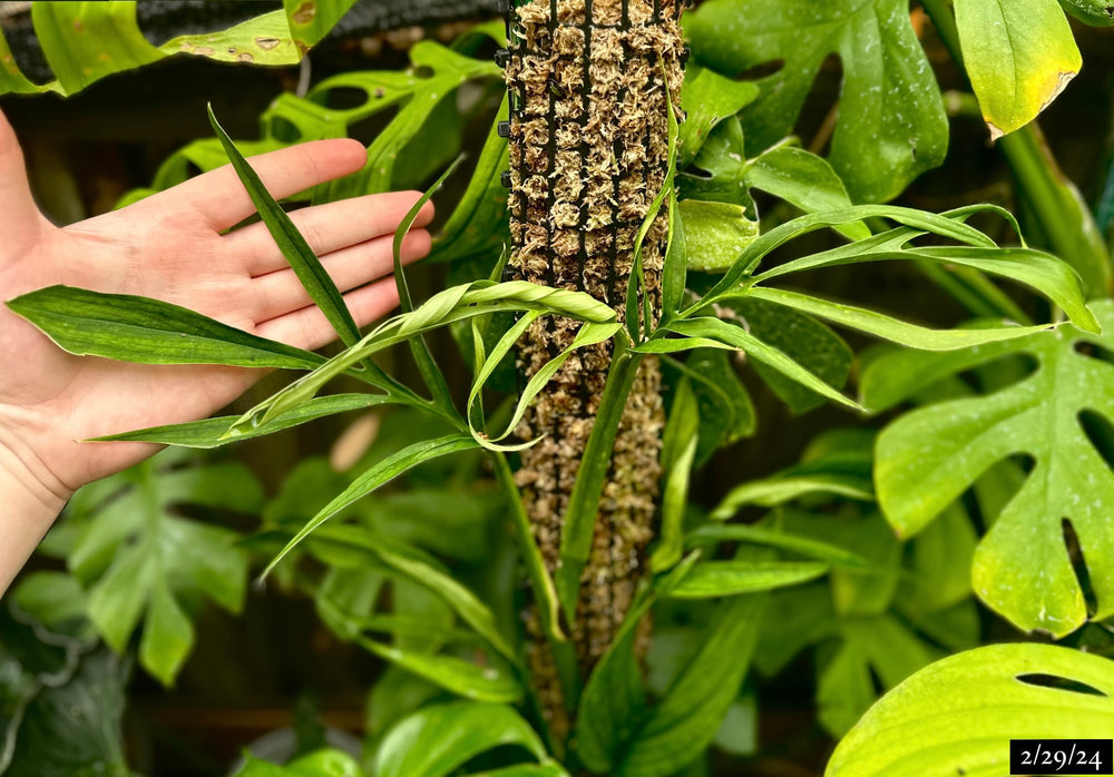 Monstera membranacea "Uvita" (Southern Pacific Lowland locality ...