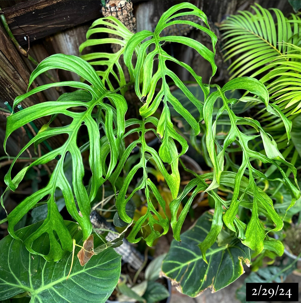 Monstera membranacea "Uvita" (Southern Pacific Lowland locality ...