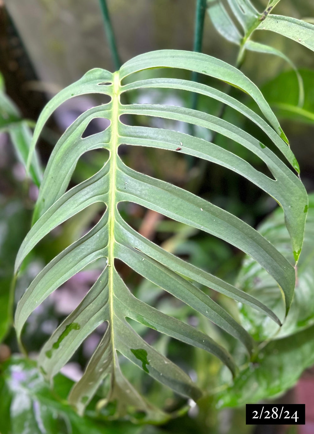Monstera membranacea "Uvita" (Southern Pacific Lowland locality ...
