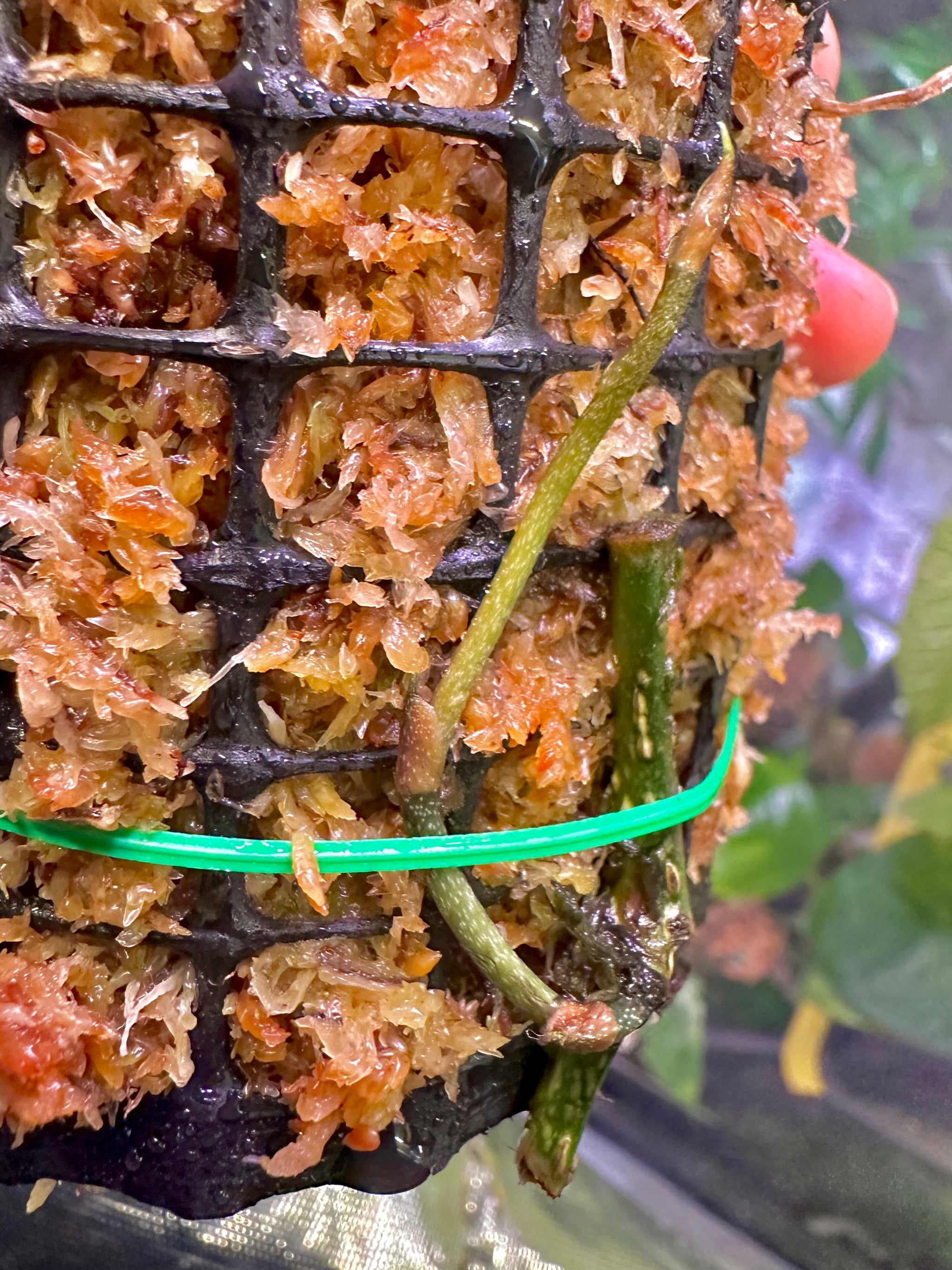 Monstera filamentosa *EXTREMELY RARE* – AABexotics