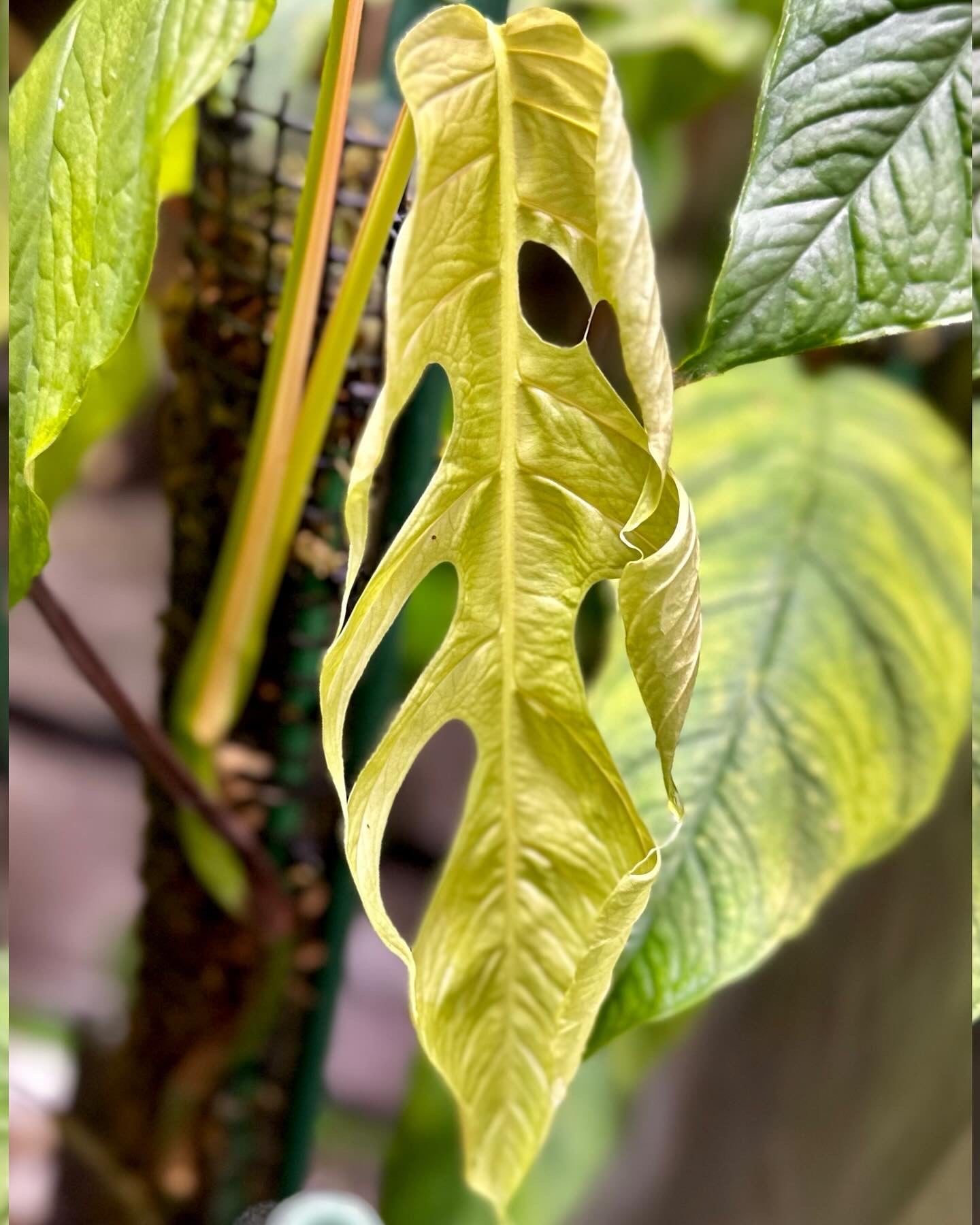Monstera filamentosa *EXTREMELY RARE* – AABexotics