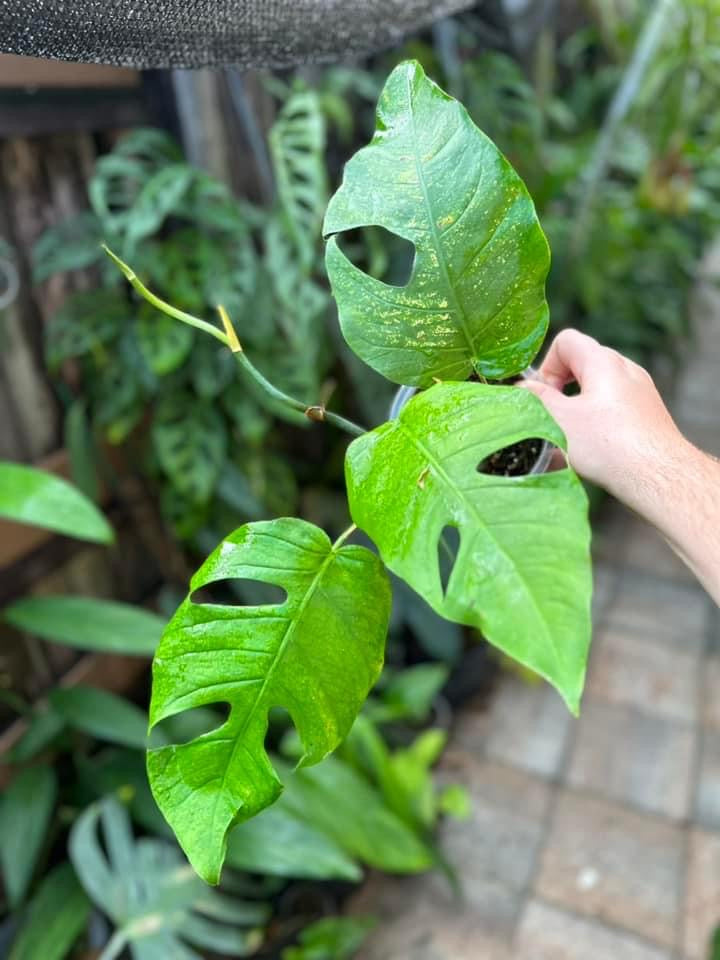Monstera punctulata – AABexotics