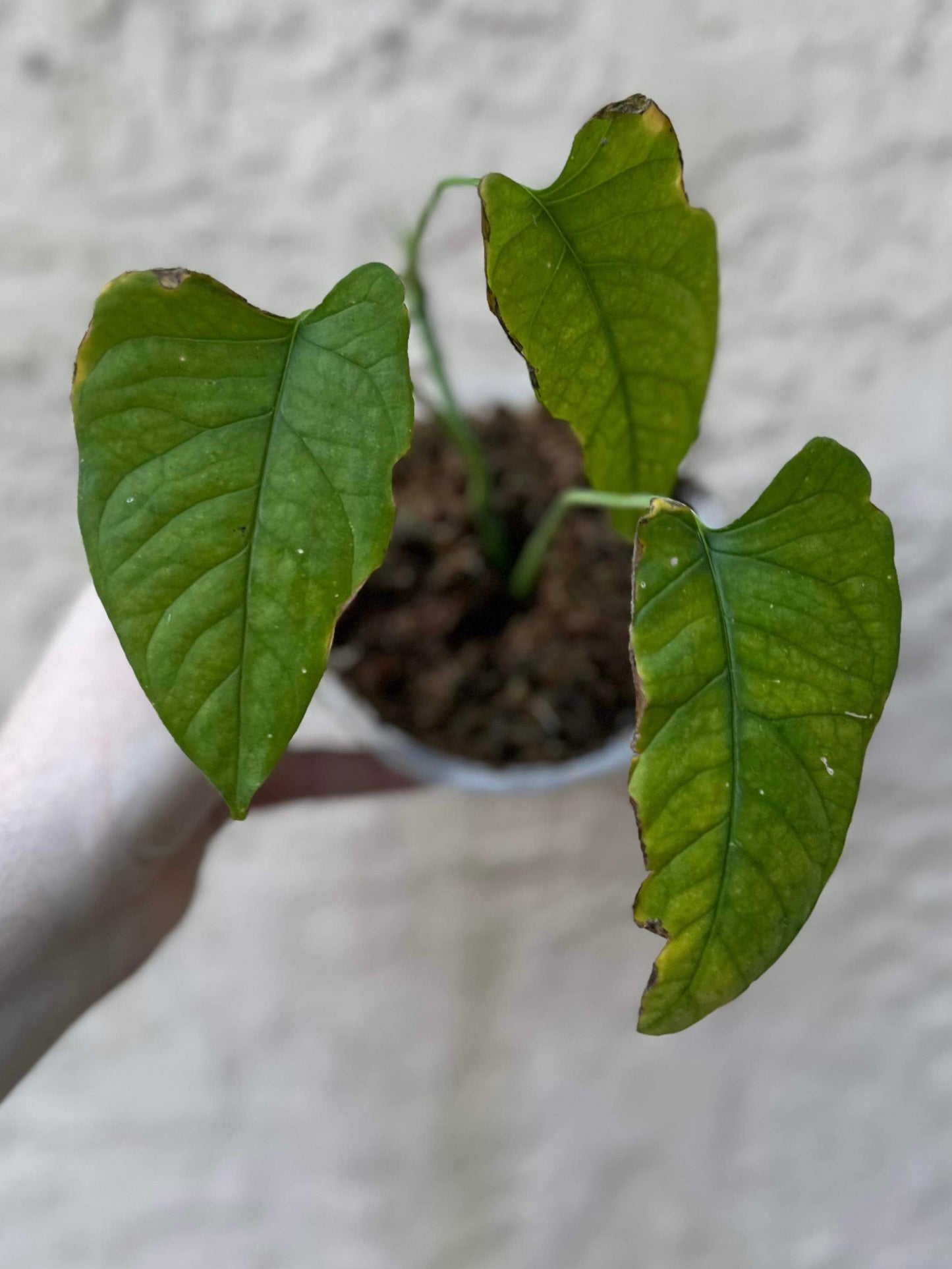 Monstera membranacea (Limón/Caribbean form) – AABexotics