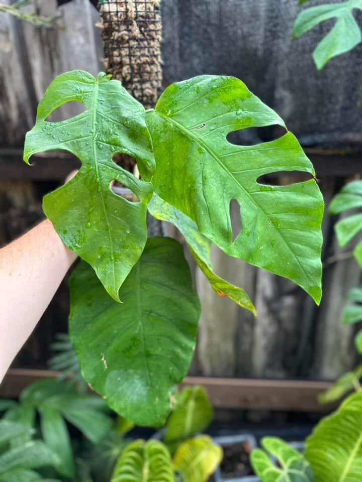 Monstera punctulata – AABexotics