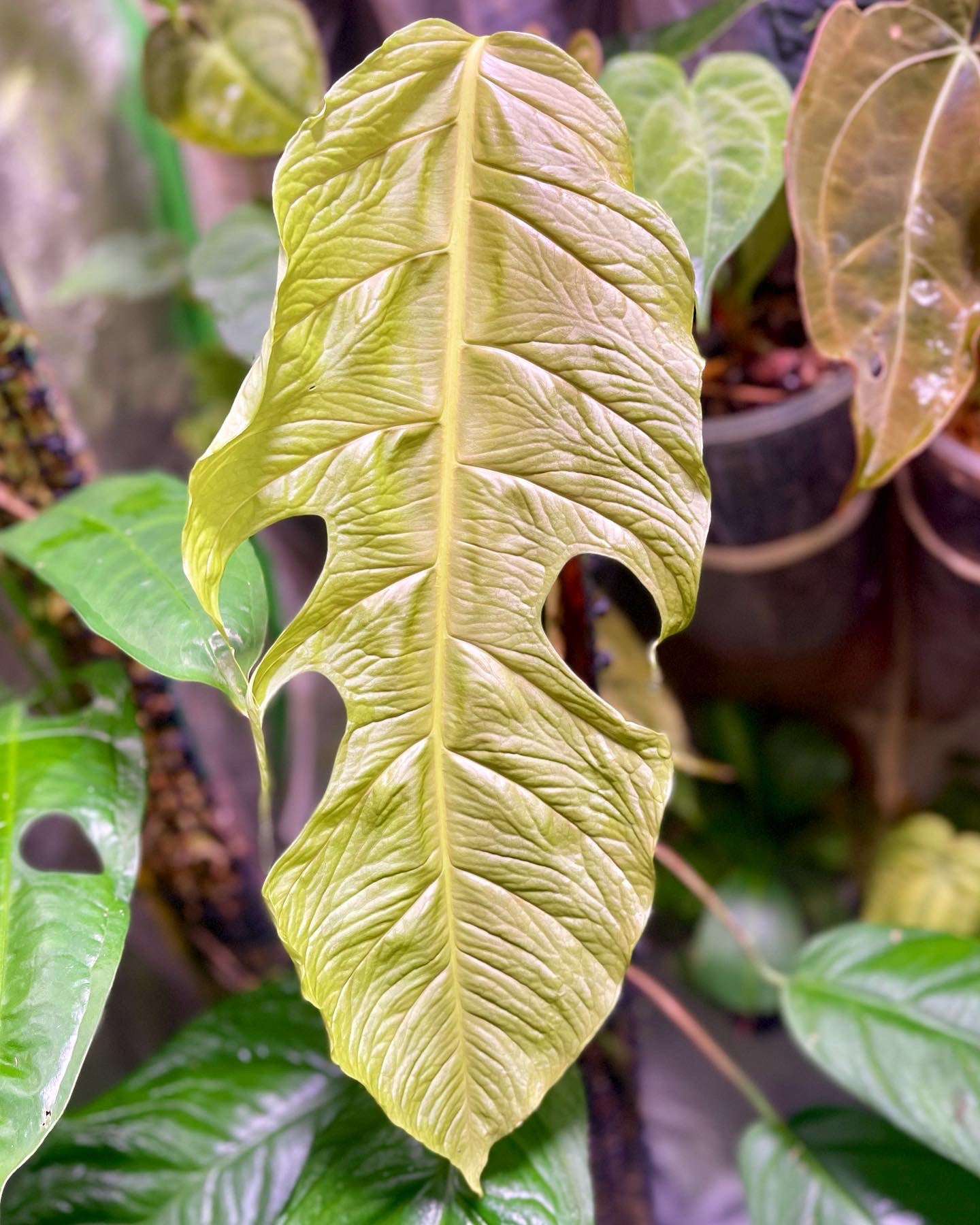 Monstera filamentosa *EXTREMELY RARE* – AABexotics