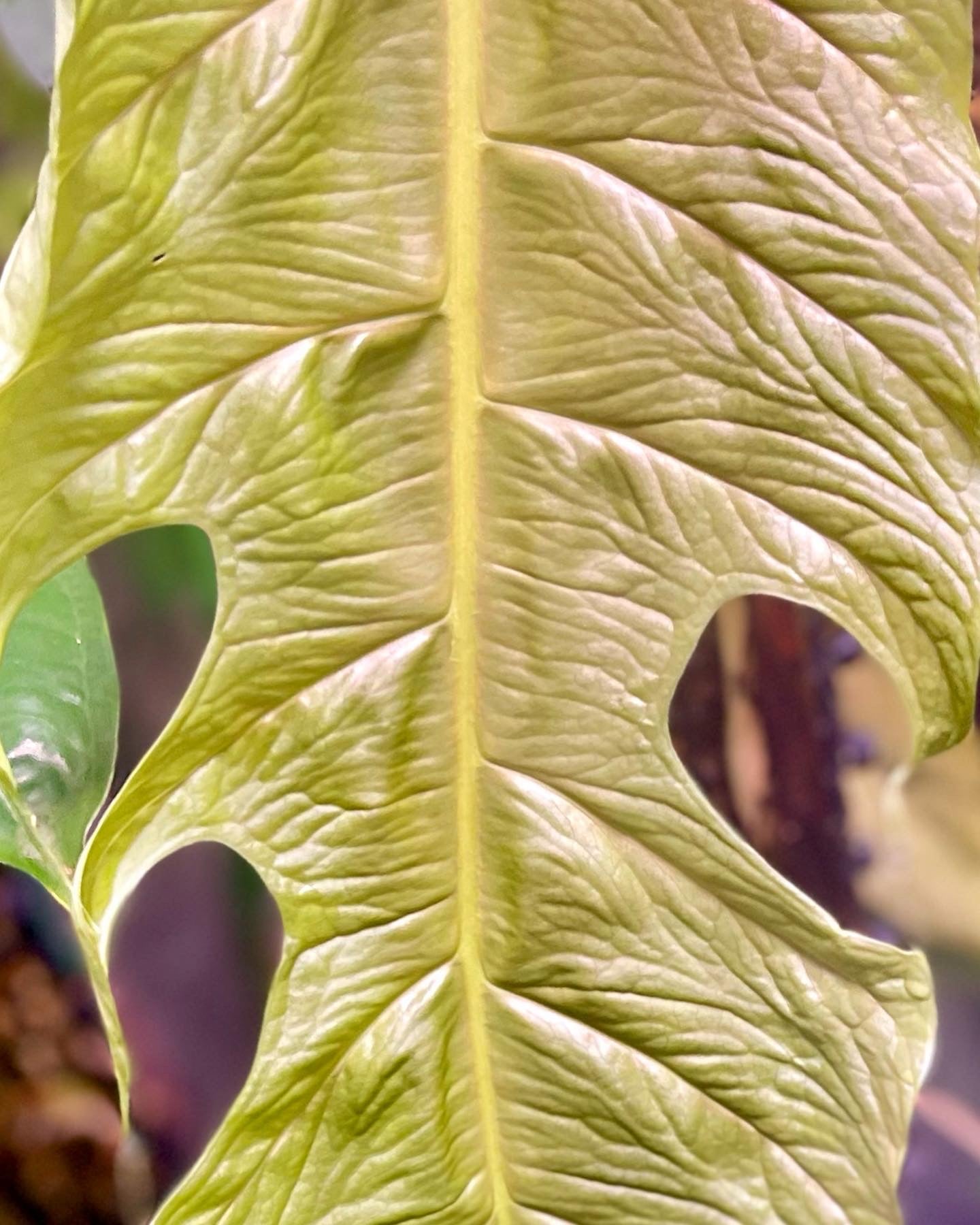 Monstera filamentosa *EXTREMELY RARE* – AABexotics