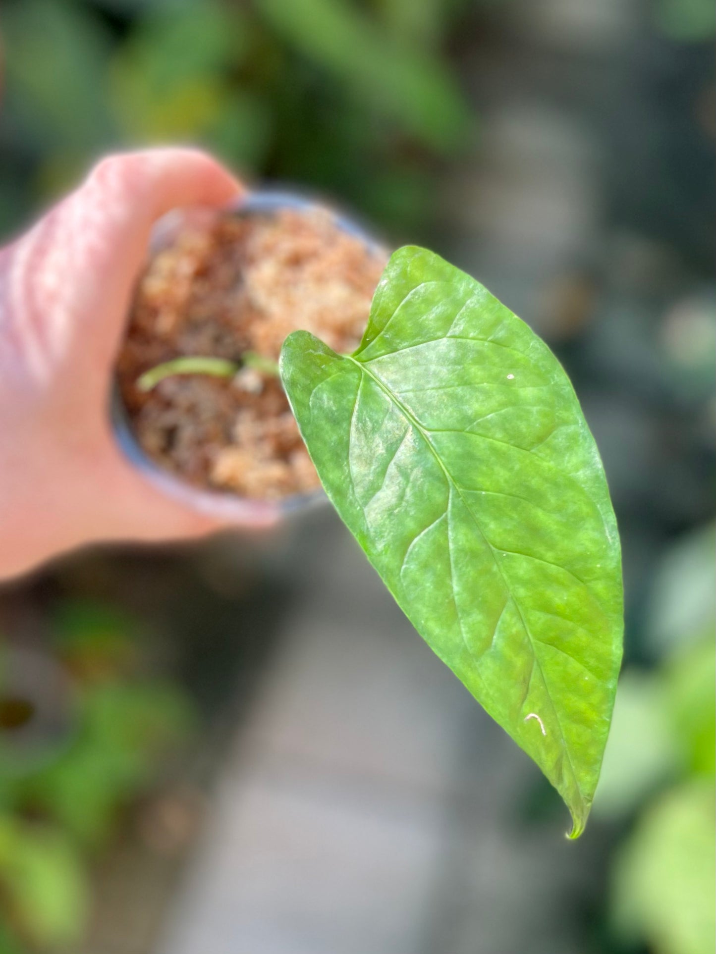 Monstera membranacea (Limón/Caribbean form) – AABexotics