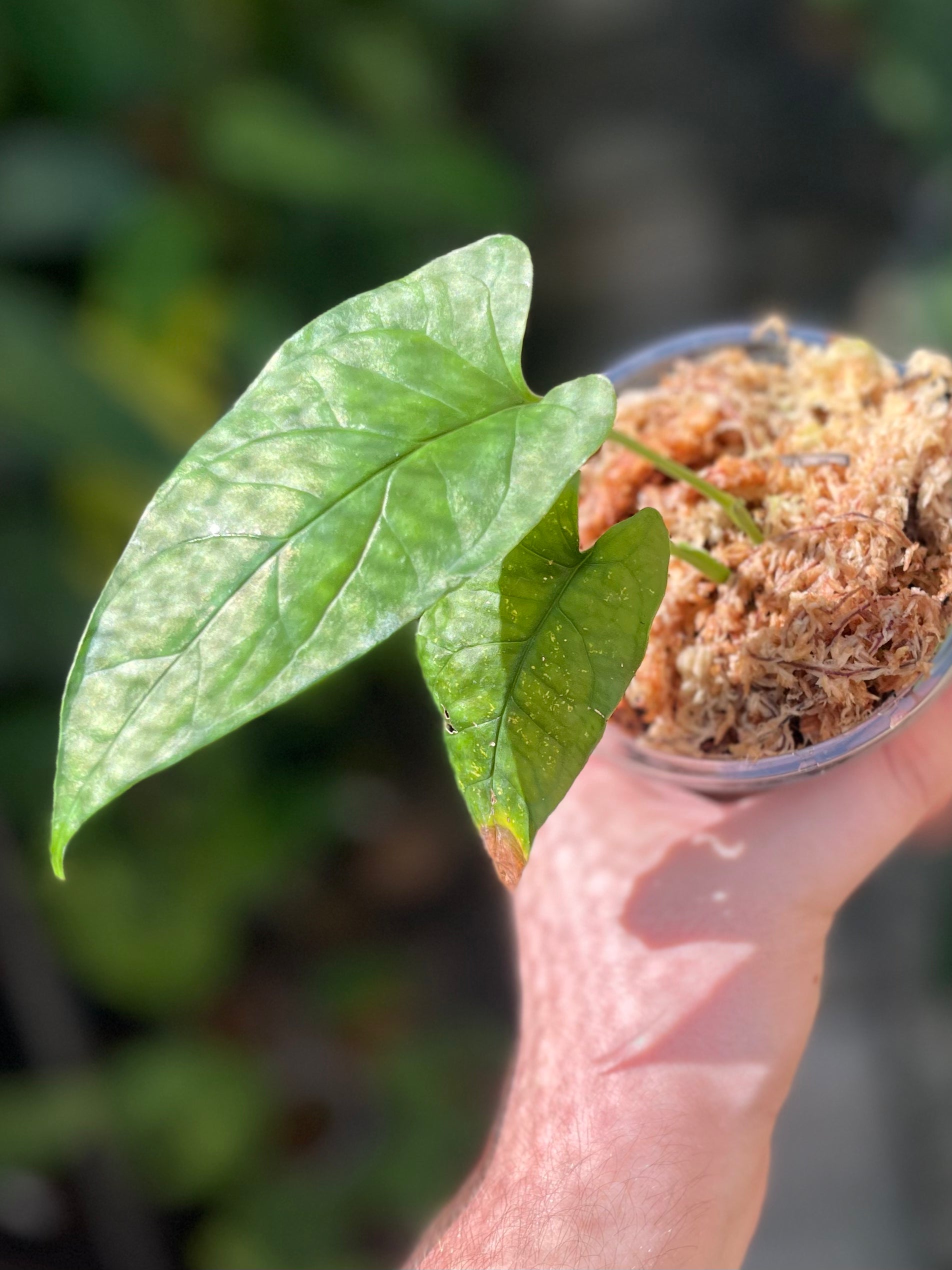 Monstera membranacea (Limón/Caribbean form) – AABexotics