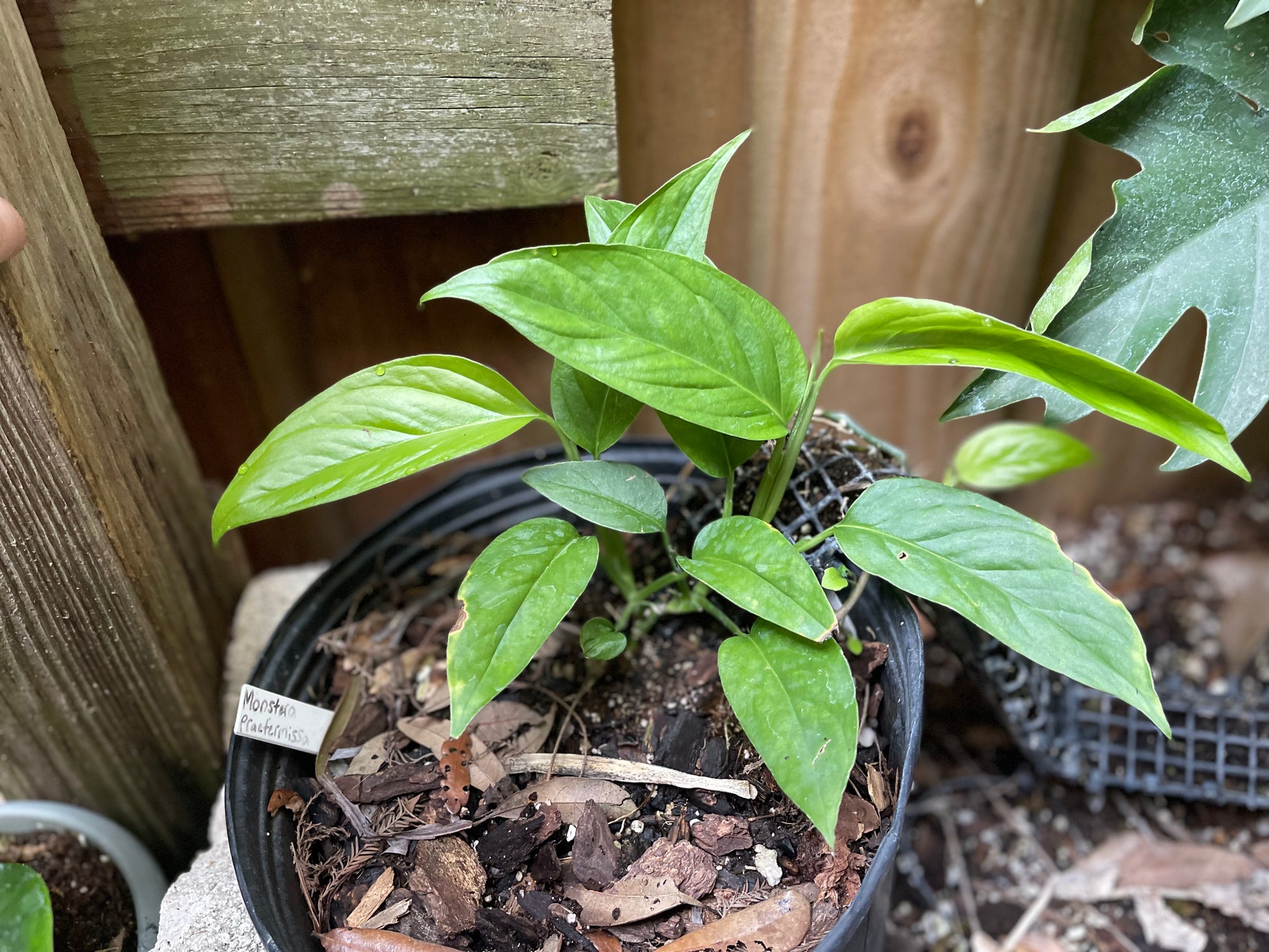 Monstera praetermissa – AABexotics