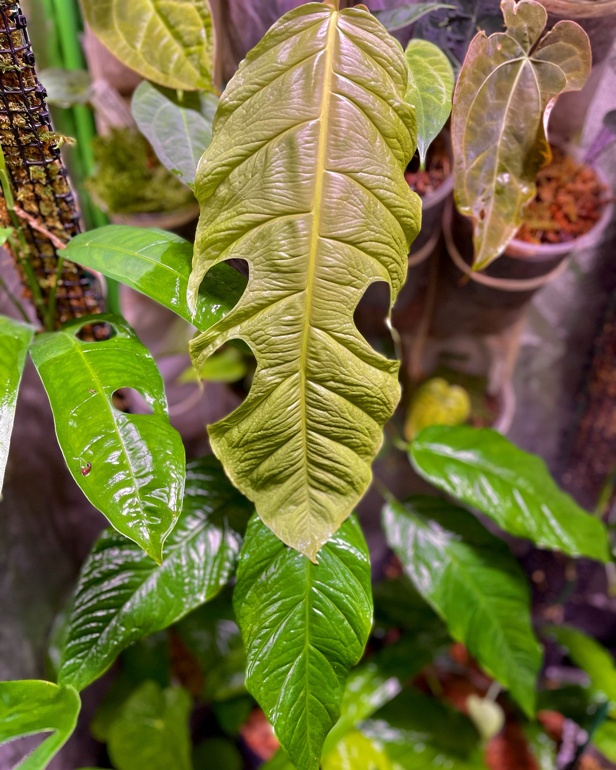 Monstera filamentosa *EXTREMELY RARE* – AABexotics