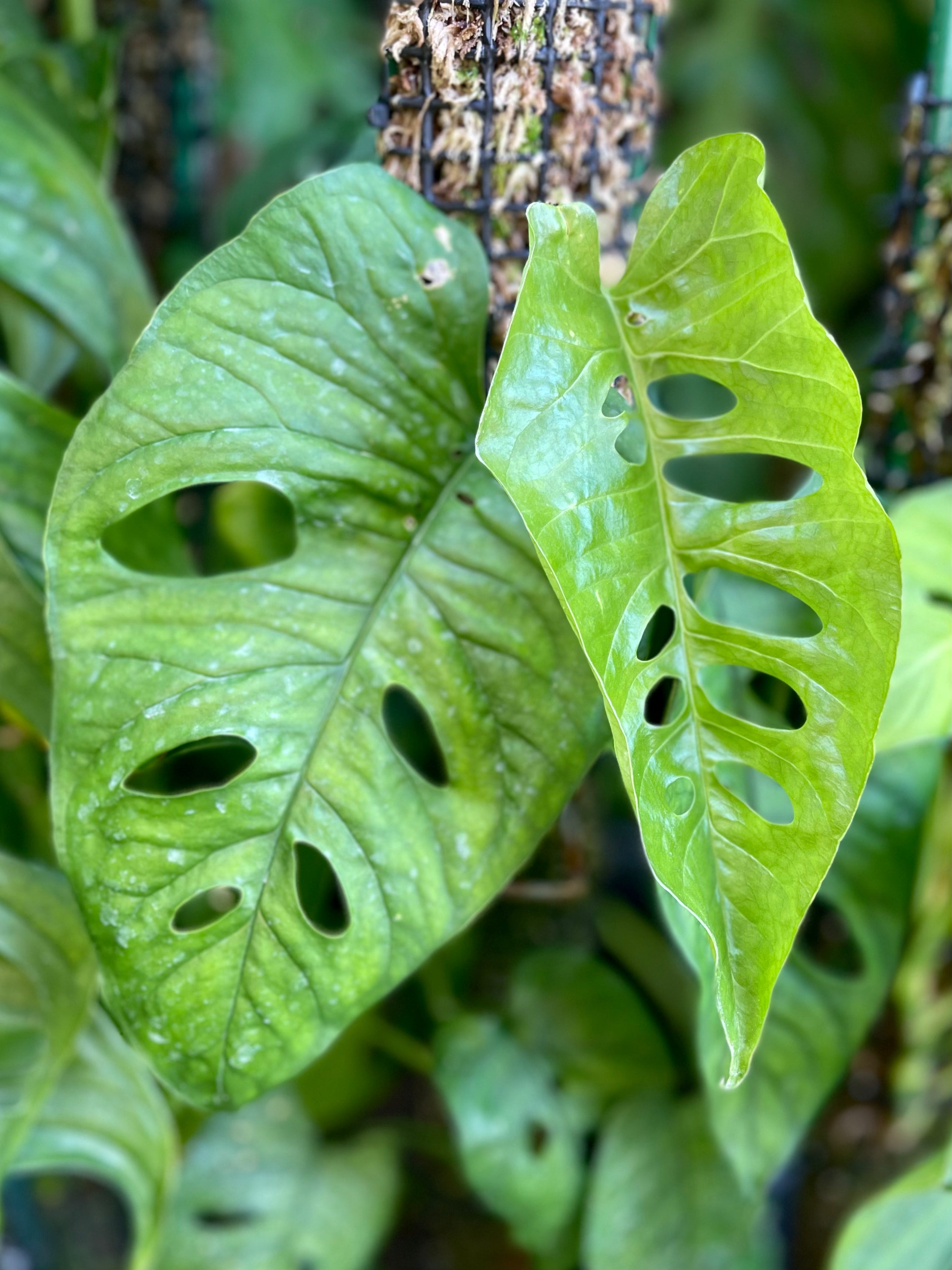 Monstera membranacea (Limón/Caribbean form) – AABexotics