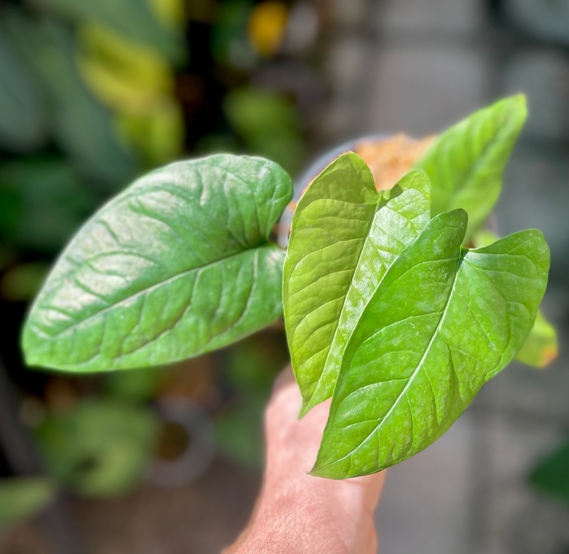 Monstera membranacea (Limón/Caribbean form) – AABexotics