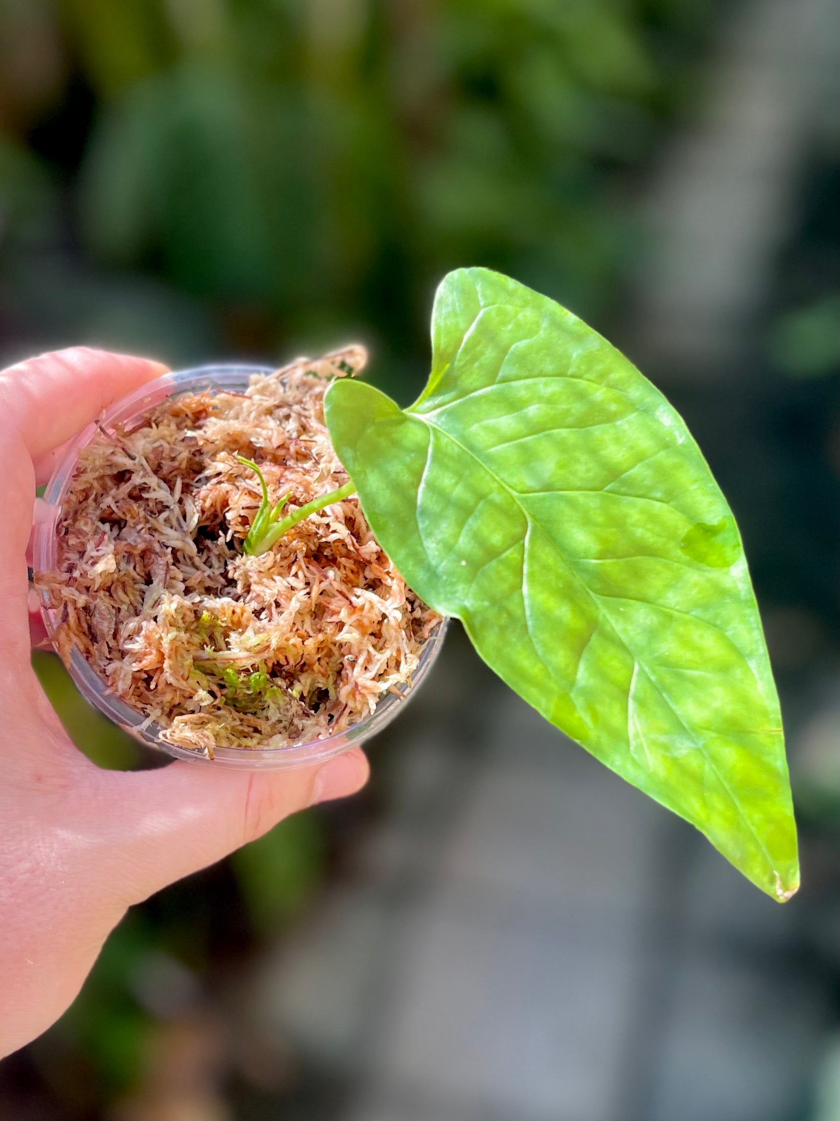 Monstera membranacea (Limón/Caribbean form) – AABexotics