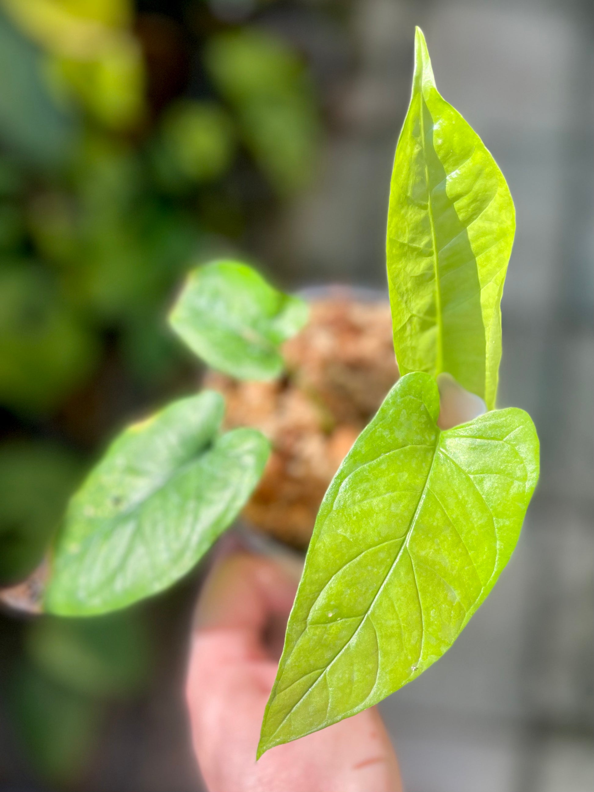 Monstera membranacea (Limón/Caribbean form) – AABexotics