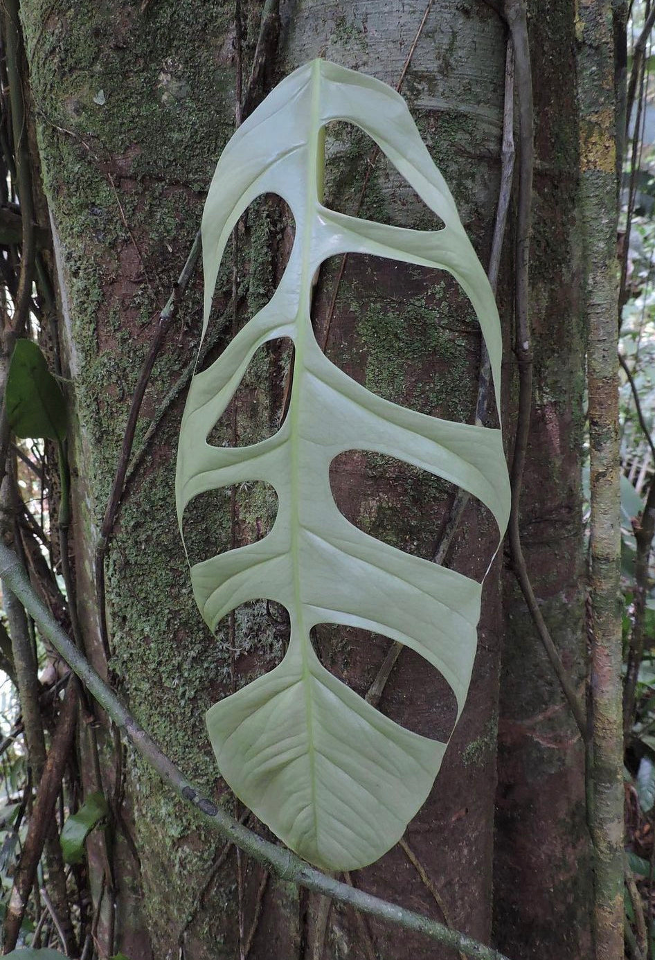 Monstera filamentosa *EXTREMELY RARE* – AABexotics