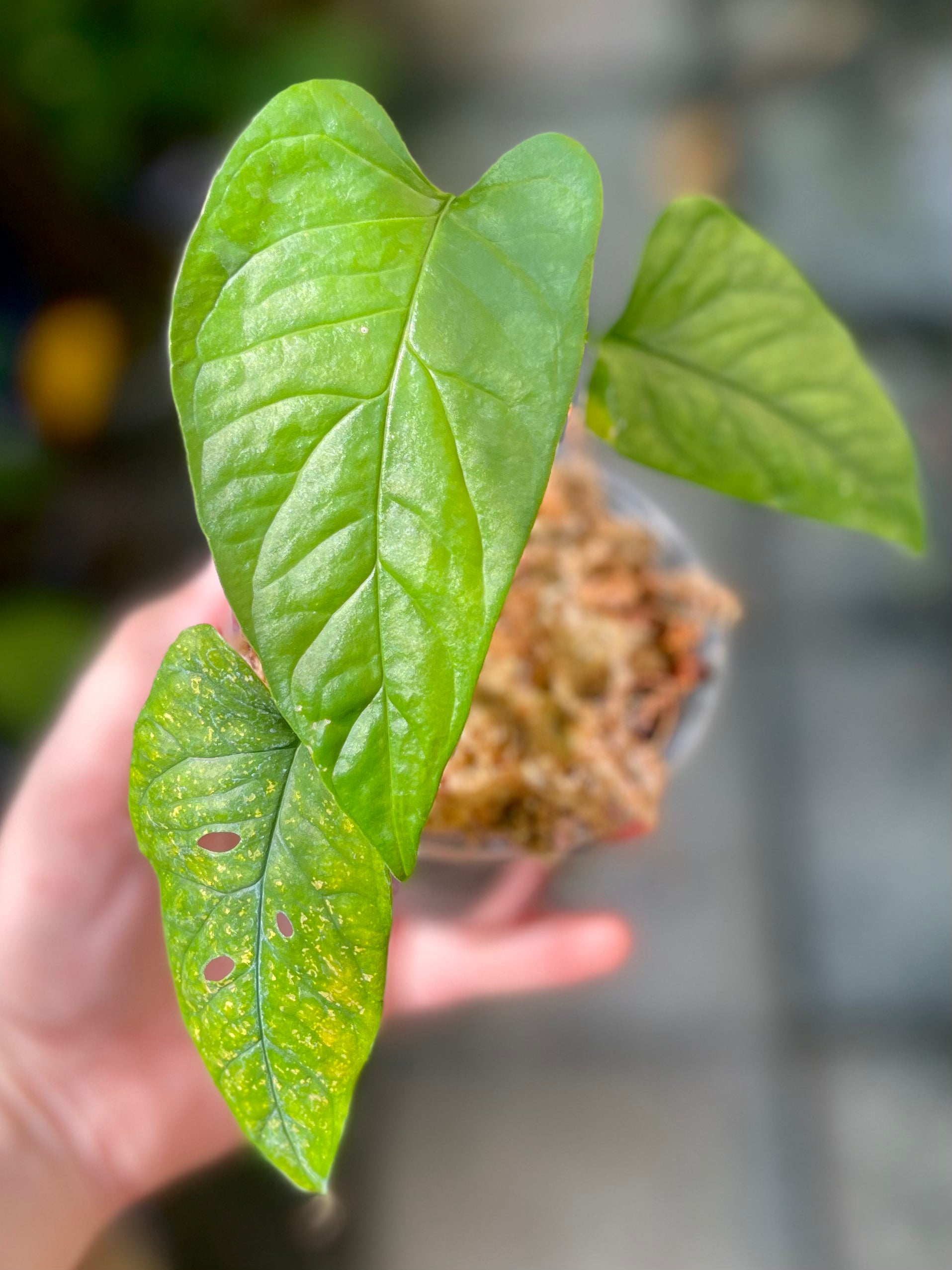 Monstera membranacea (Limón/Caribbean form) – AABexotics
