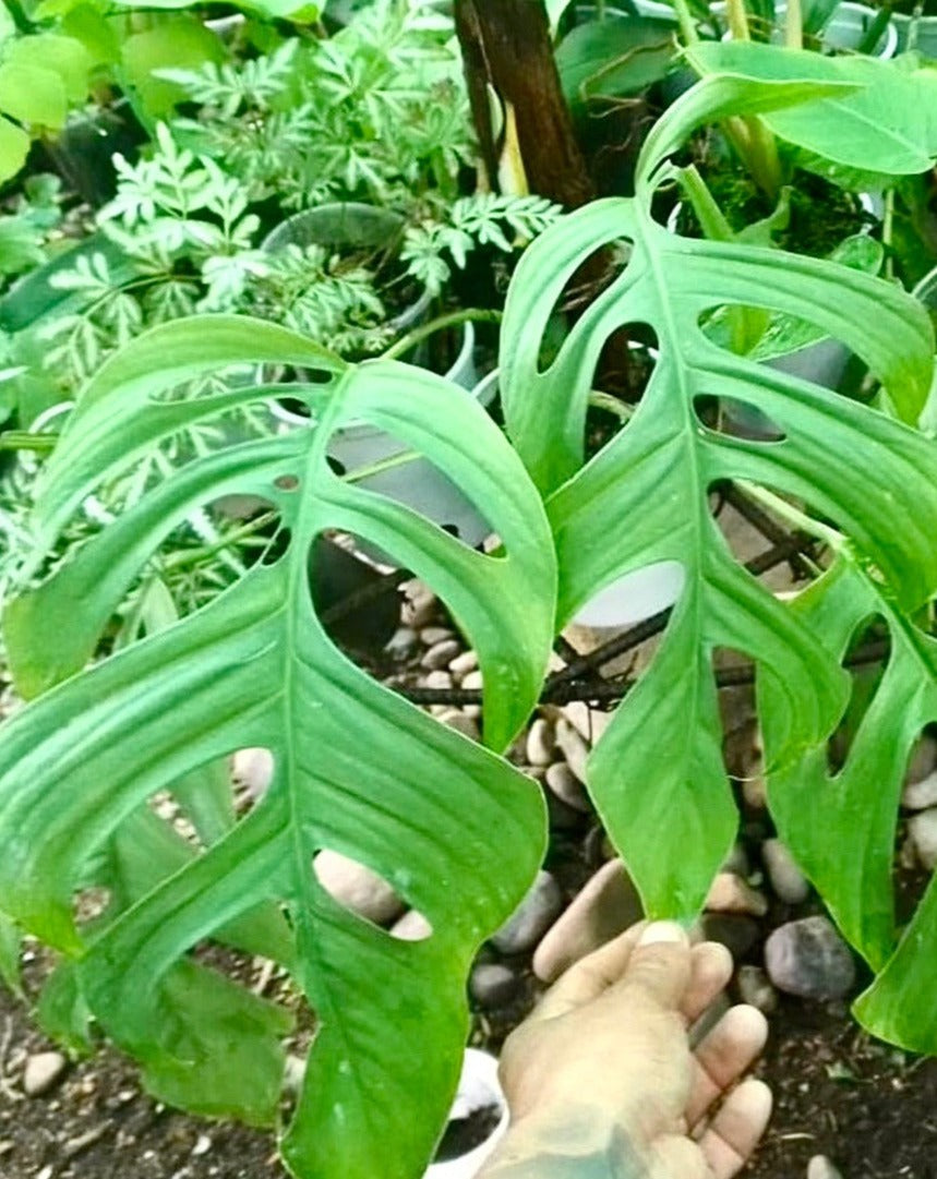 Monstera gracilis “Tingo Maria” – AABexotics