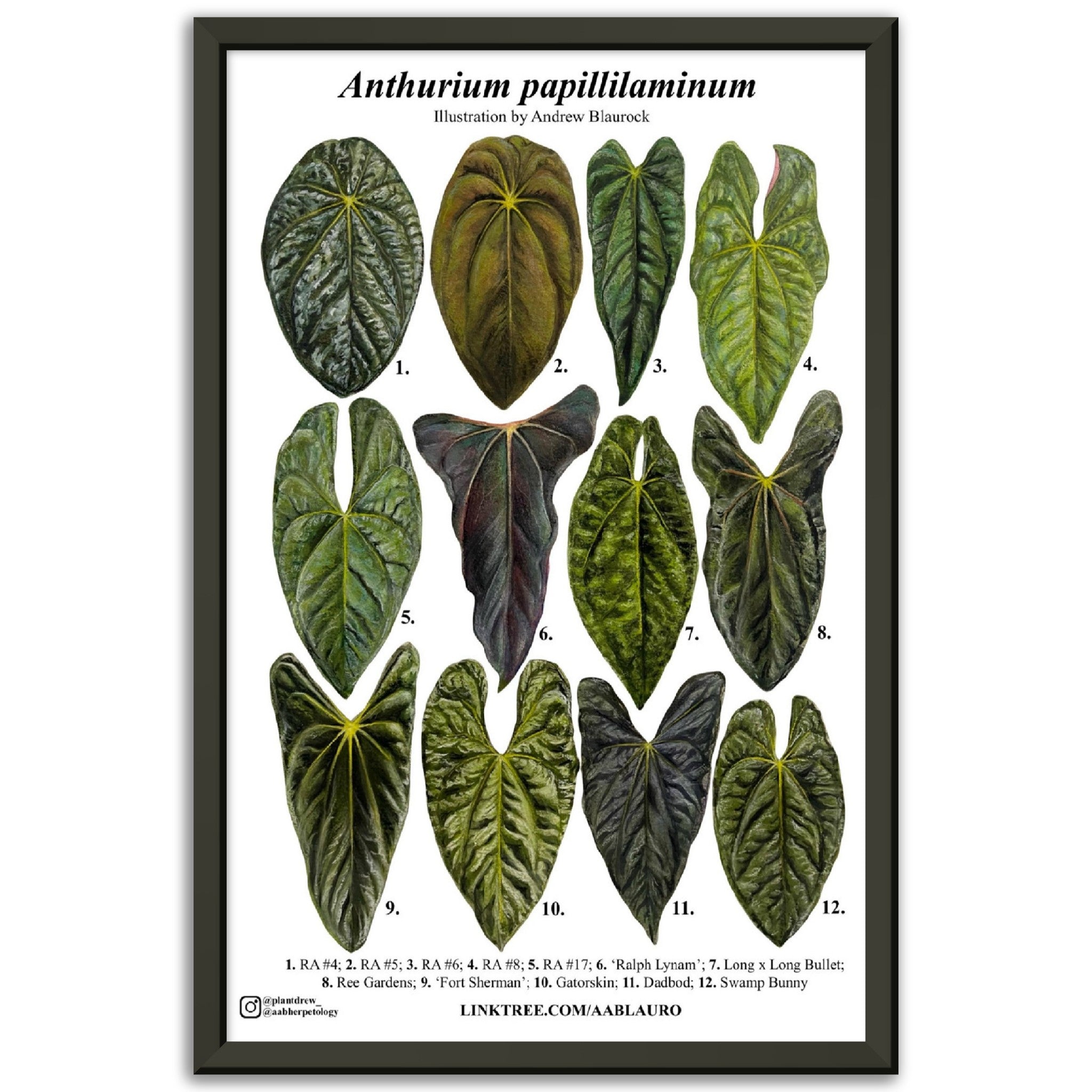 Anthurium papillilaminum - Premium Matte Paper Poster [Metal Framed ...